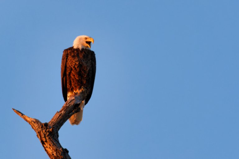 The Piercing Cries of the Bald Eagle - Steve Creek Wildlife Photography