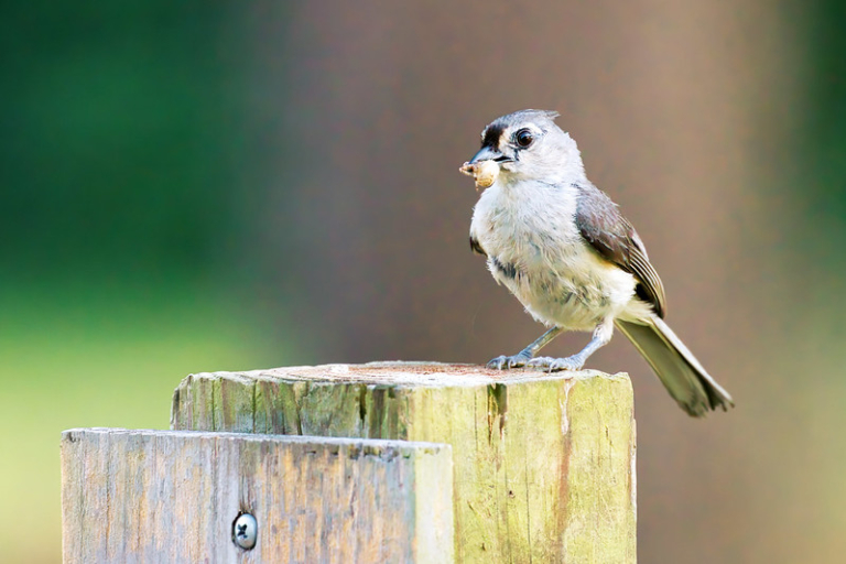 Tufted Titmouse Feeding Young at My Backyard Birdhouse - Steve Creek ...