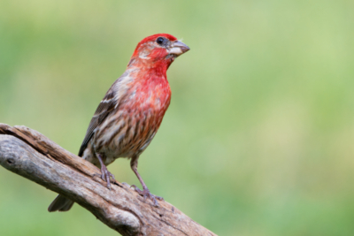 Identifying The House Finch and Purple Finch - Steve Creek Wildlife ...