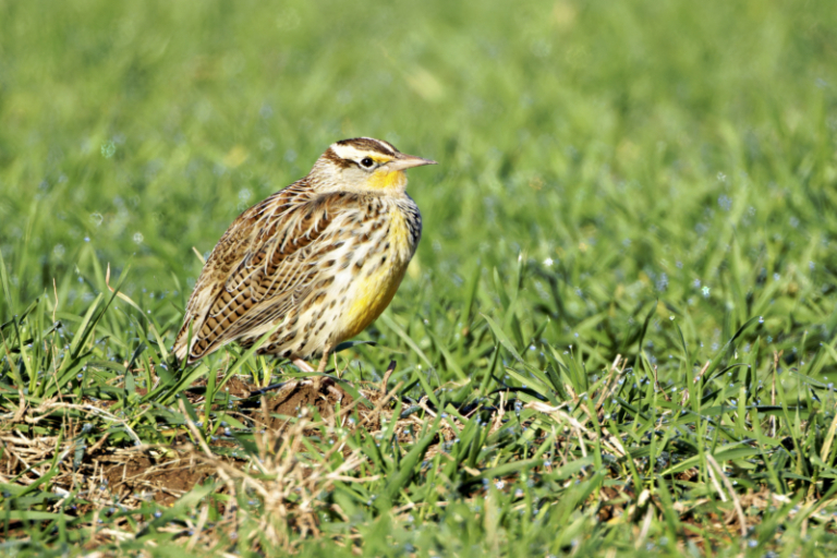 Western and Eastern Meadowlark Differences Explained - Steve Creek ...