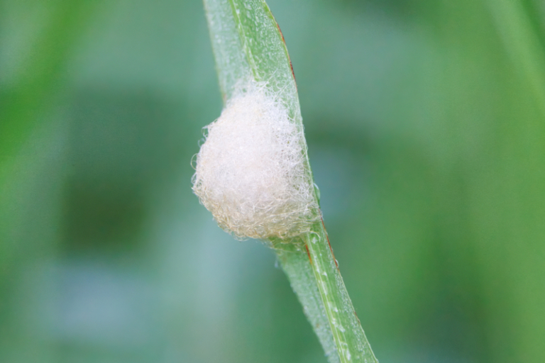 The Mystery of the White Egg Sac - Steve Creek Wildlife Photography