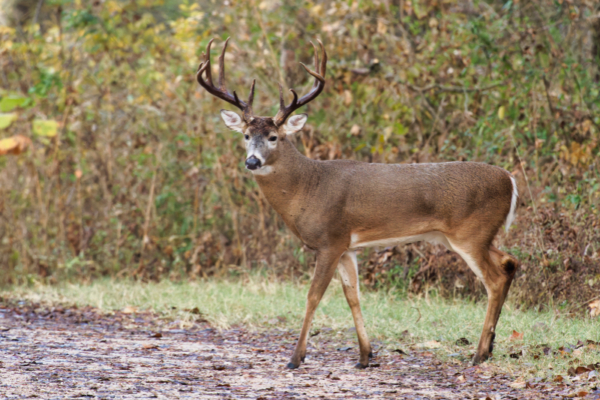 Encountering a Massive White-tailed Buck With Dark Antlers - Steve ...