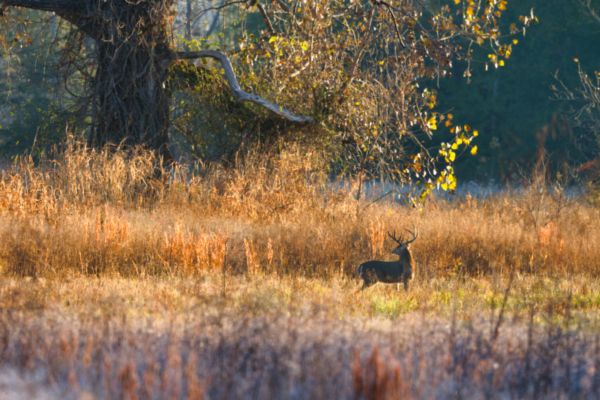 Photographing the Pre-Rut and Rut at Sequoyah Refuge - Steve Creek ...