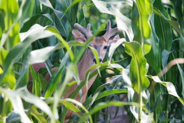 Whitetail Buck In Velvet Feeding in Cornfield - Steve Creek