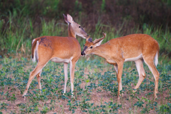 White-tailed Buck And Doe Grooming Each Other - Steve Creek Wildlife ...