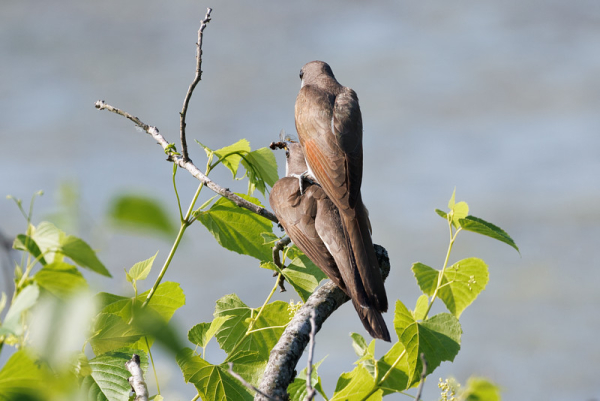 The Yellow-billed Cuckoo's Mating Ritual - Steve Creek Wildlife Photography
