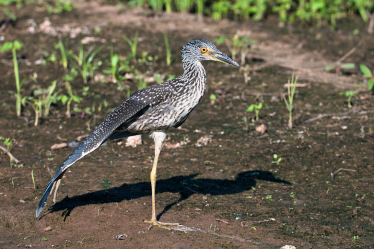 Stretching Yellow-crowned Night-Heron at Sequoyah NWR - Steve Creek ...