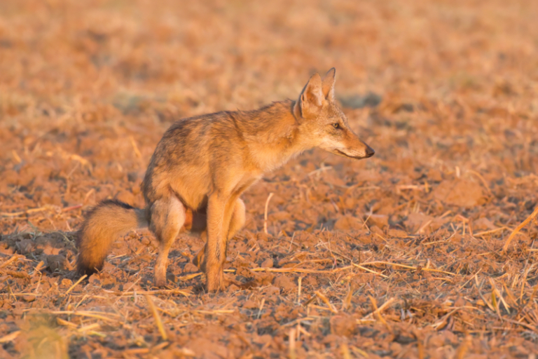 A Young Coyote's Daily Adventures In Oklahoma - Steve Creek Wildlife ...
