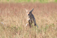 My Encounters With A Young Coyote - Steve Creek Wildlife Photography